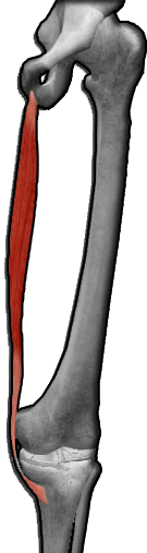 musculo grácil o Recto interno