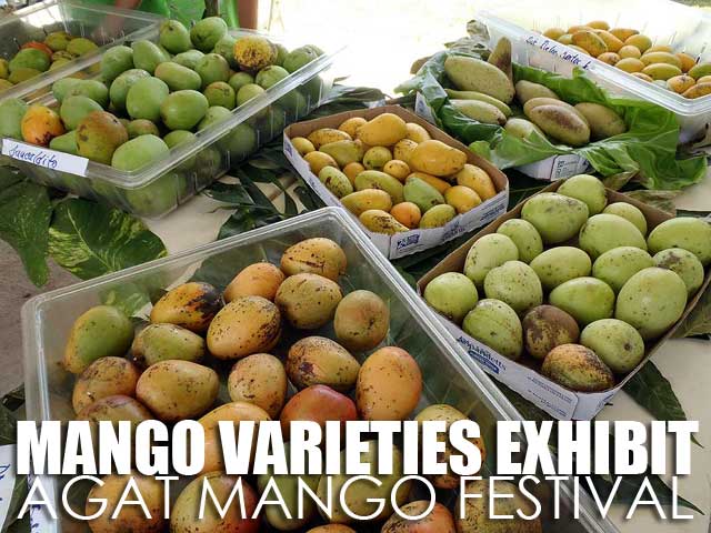 Guam: Agat Mango Festival, Santa Rita Fiesta & more Guam events | Ivan ...