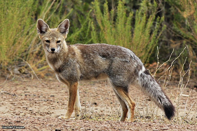 Patagonia: Zorro gris (Lycalopex gymnocercus)