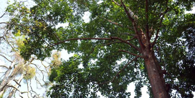 Kenali Karakteristik Pohon Keruing & Manfaat Kayunya! - Toko Lantai Kayu