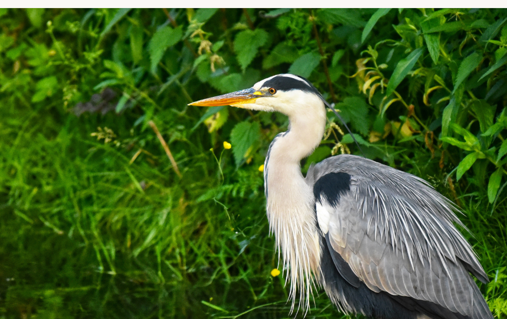 Learning About Birds: Herons and Egrets