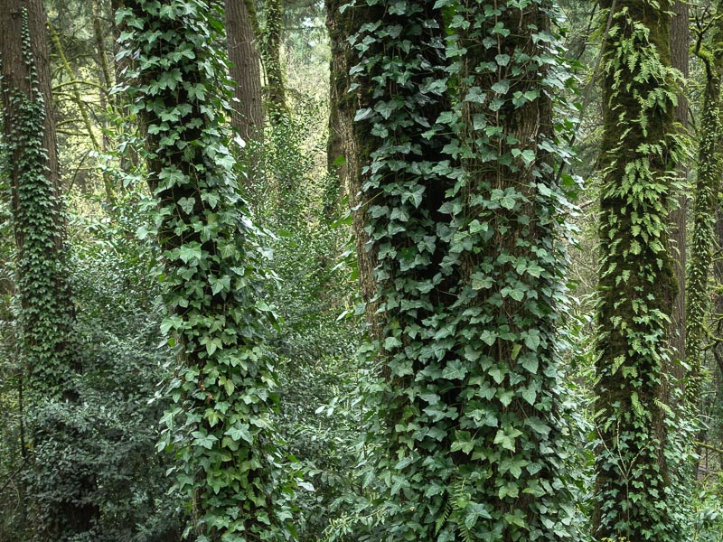 Victor Bloomfield Photo: Forest Park in Spring with Ivy