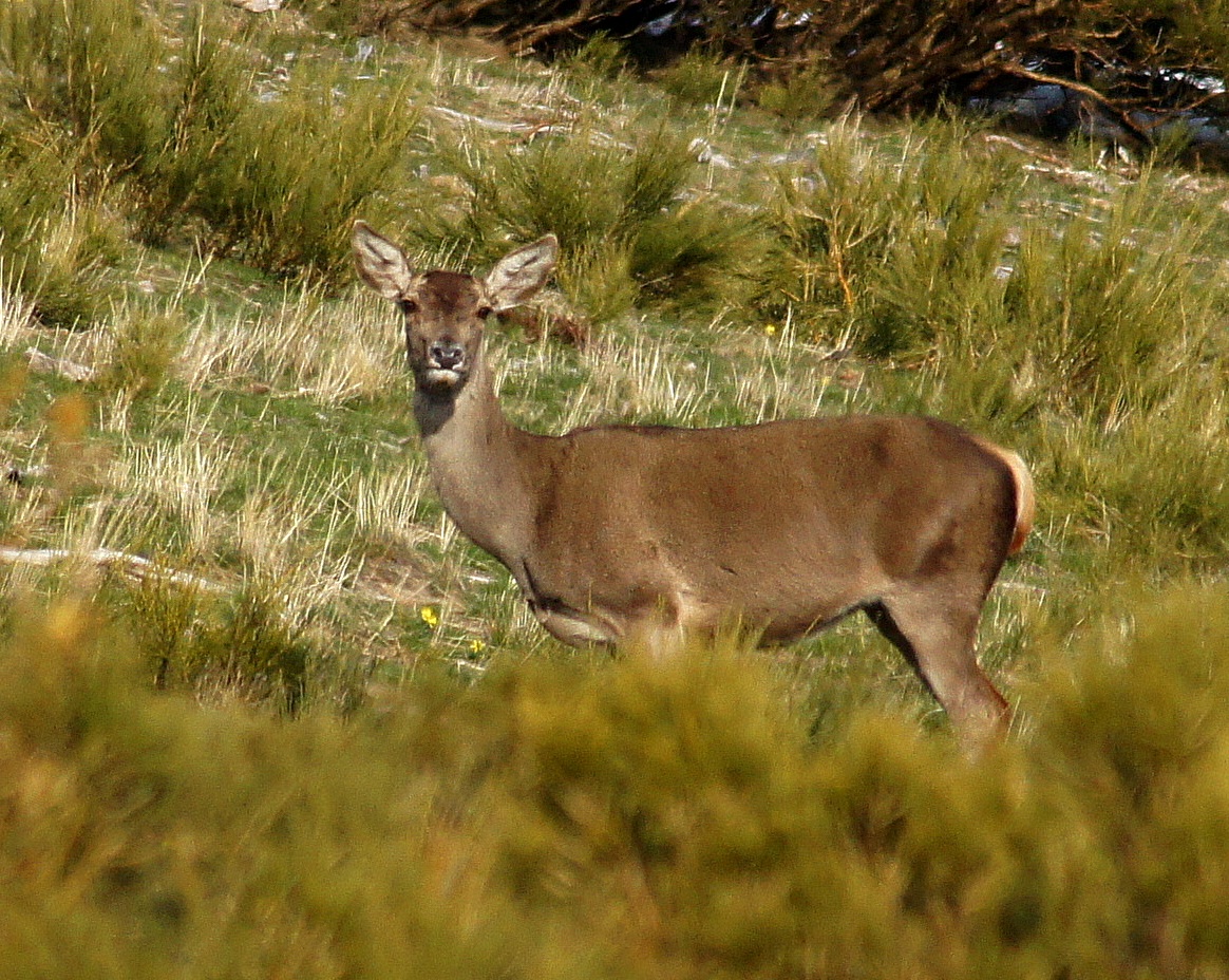 Piruja: Leyenda de la Cierva Dorada. (Leyenda Celta)