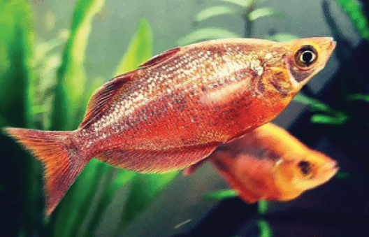 Ikan Rainbow - 6 Jenis Ikan Rainbow Dengan Cara Merawat dan Budidayanya ...