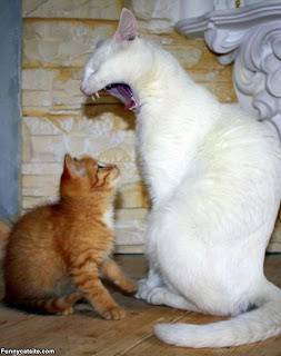 Your Source of Randomness: WTF Kitty Pictures