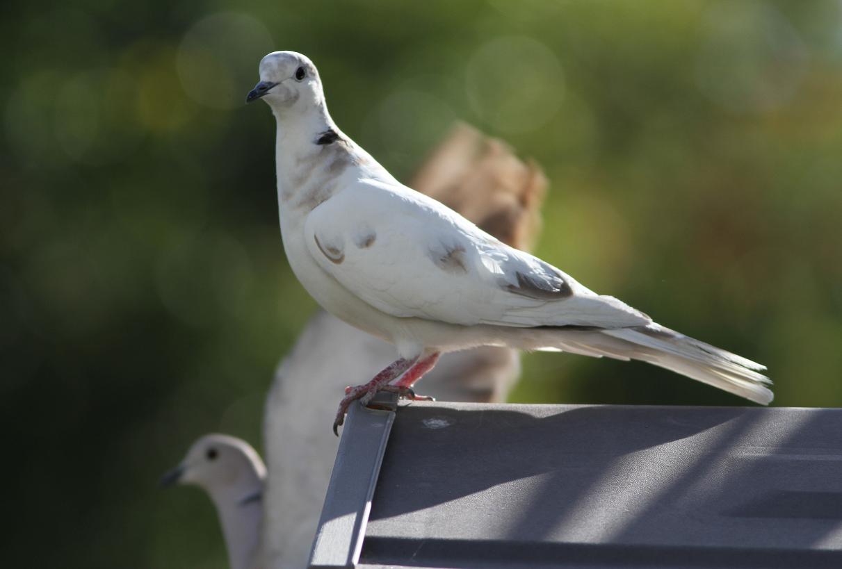 Jo's Morning Walk: Leucistic or Hybrid Eurasian Collared-Dove?