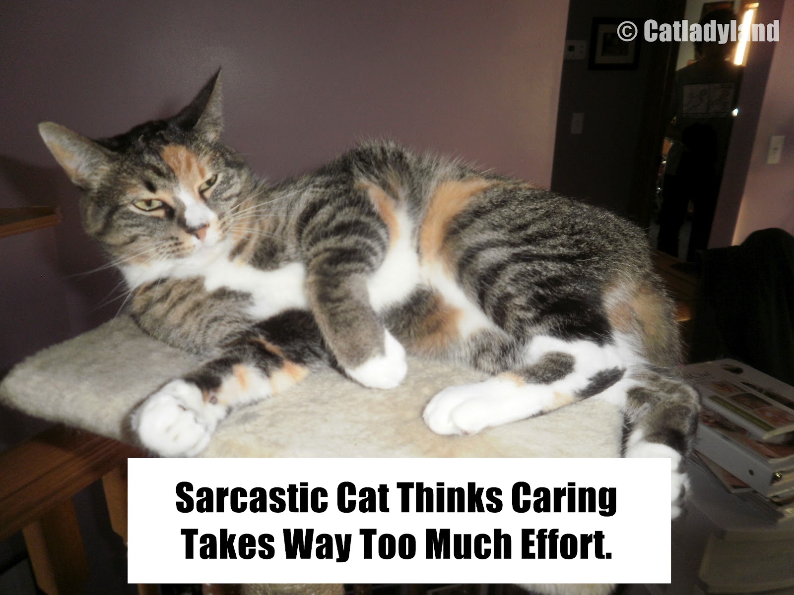 Catladyland: Cats are Funny: Sarcastic Cat Doesn't Care