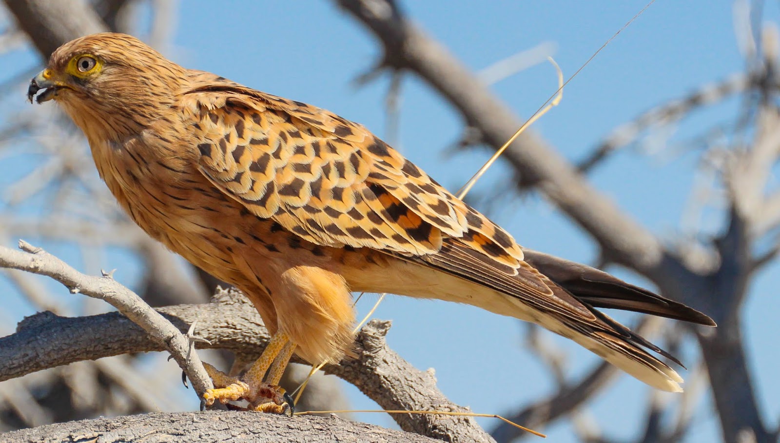 Cannundrums: Greater Kestrel