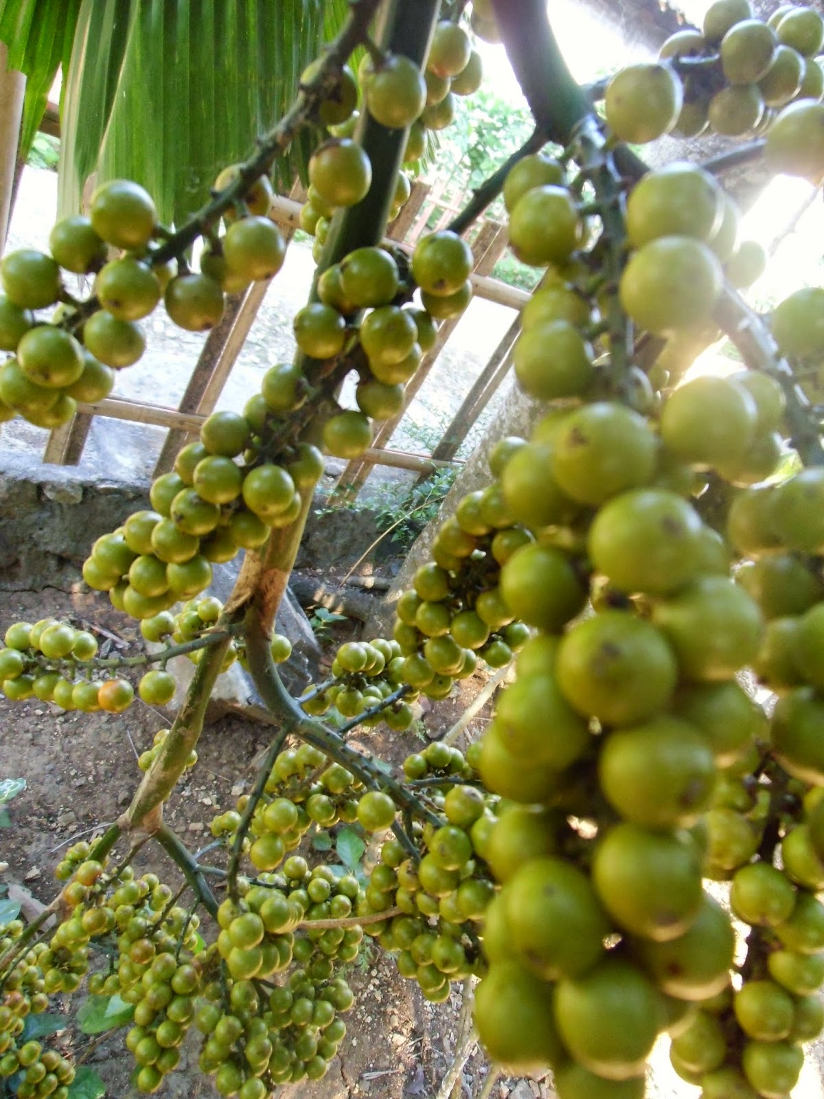 Bagaimana cara budidaya tanaman palem ? yang wajib diketahui