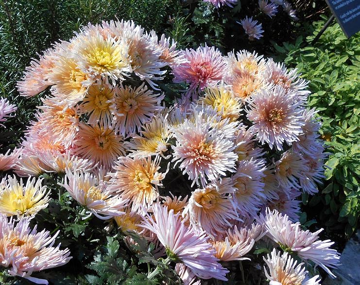 My Virtual Garden 2: Fall Flowers in Chicago