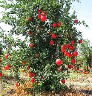 SRI LANKA : May 2014