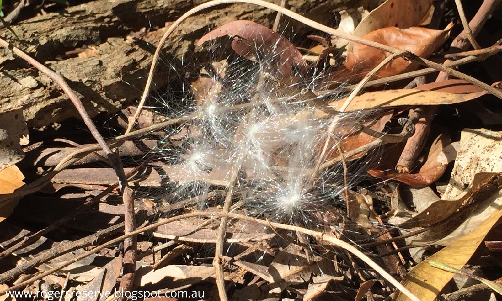 Charles and Motee Rogers Bushland Reserve: Removal of Moth Vine