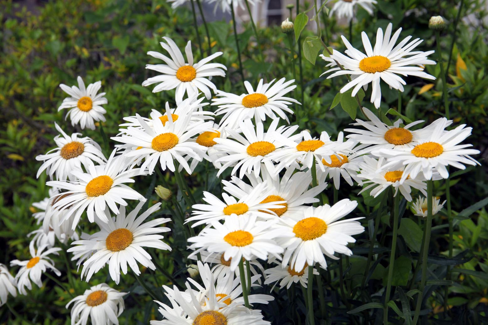 Southern Lagniappe: Daisy, Daisy ...