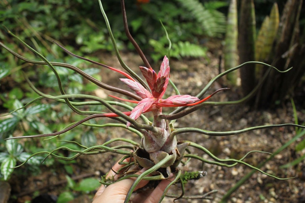 Tillandsia bulbosa care and culture | Travaldo's blog