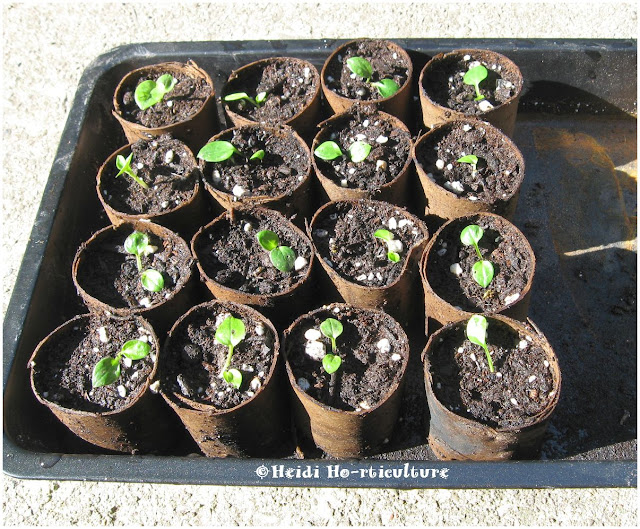 Heidi Horticulture: Collecting Hosta Seeds: Update (2 years later)