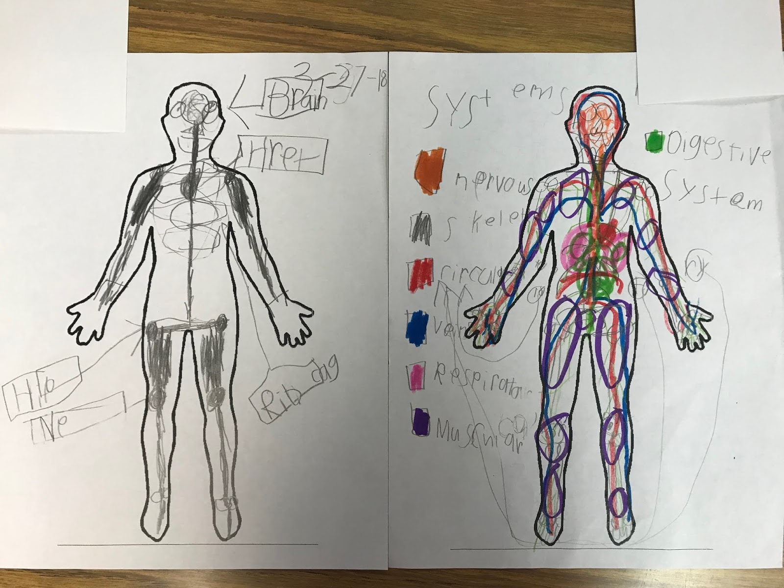 Seabury Navigators: Before and After Diagrams of the Human Body