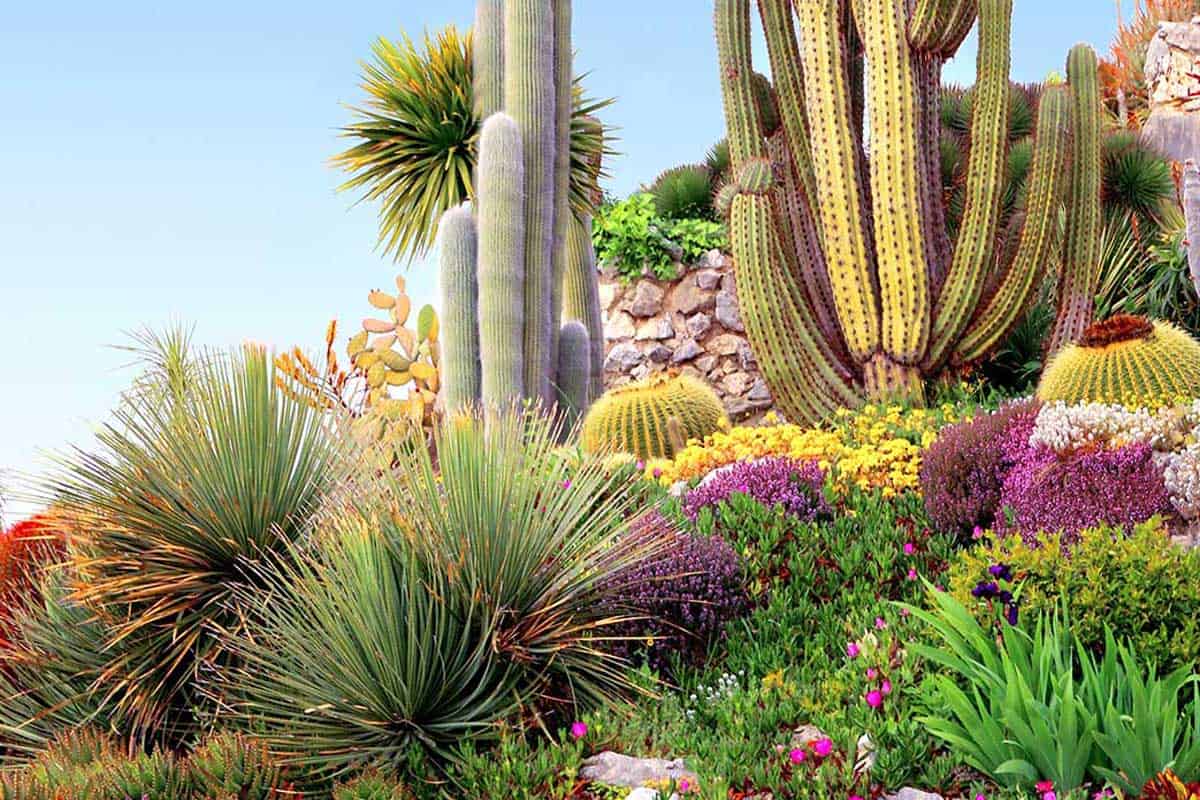 Home And Garden : Cactus landscape design