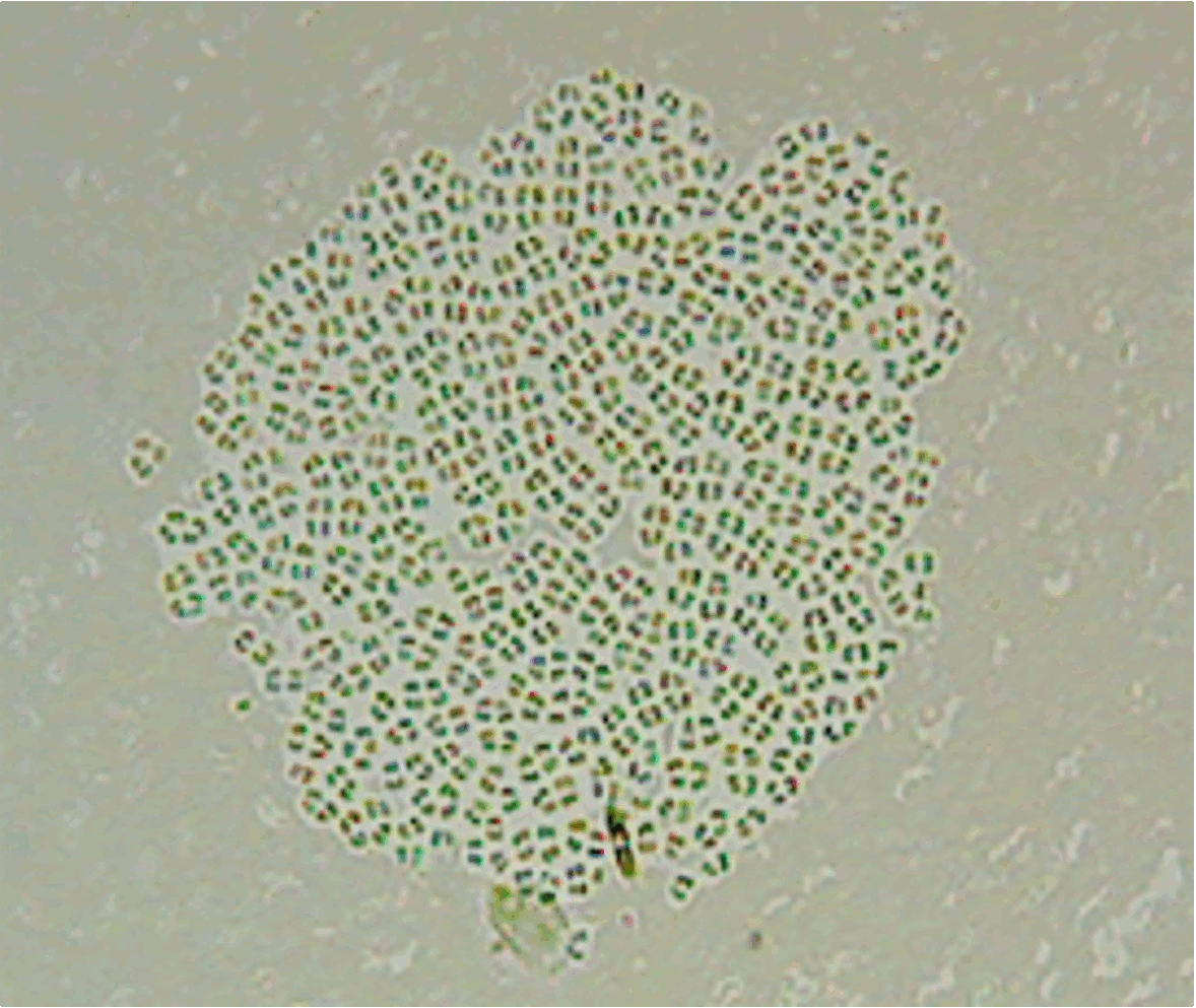 Two Years and Three Months of Cyanobacteria
