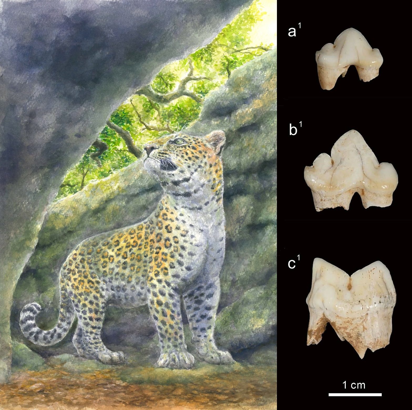 Species New to Science: [PaleoMammalogy • 2021] First Report of Leopard ...
