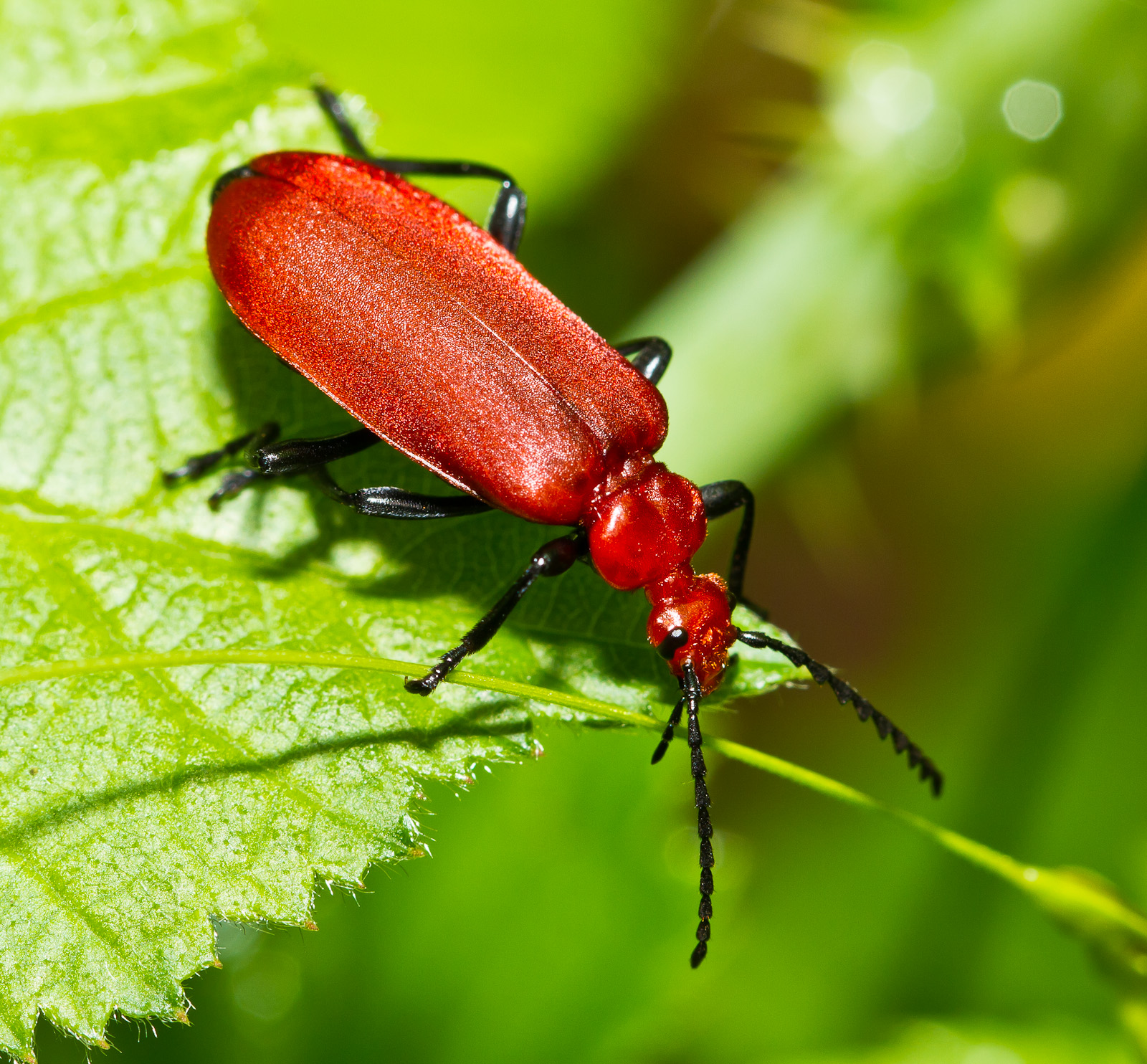 Focus On Wildlife: Beetles and Bugs