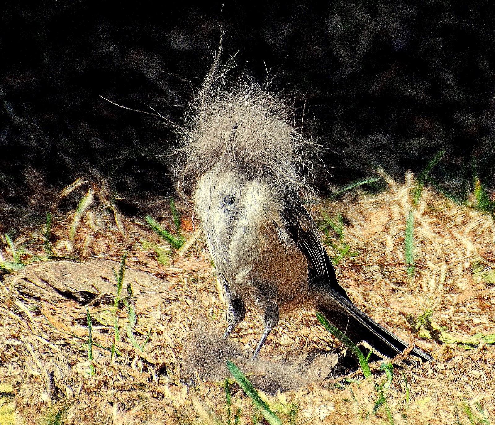 BARRY the BIRDER: Birds with no heads