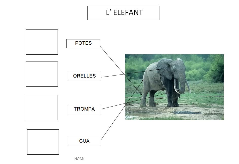Descoberta de l'entorn: FITXES TEMA: L'ELEFANT