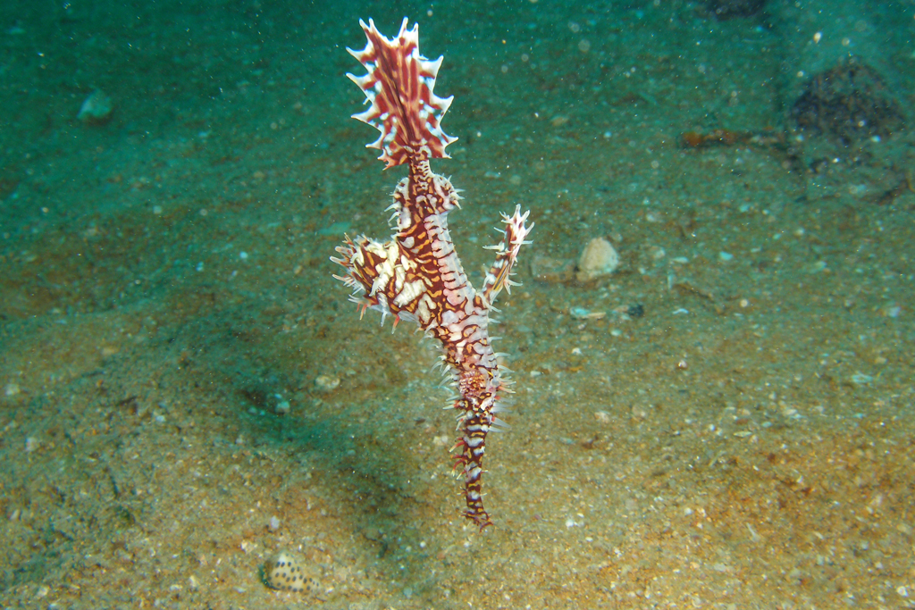 Real Monstrosities: Ghost Pipefish
