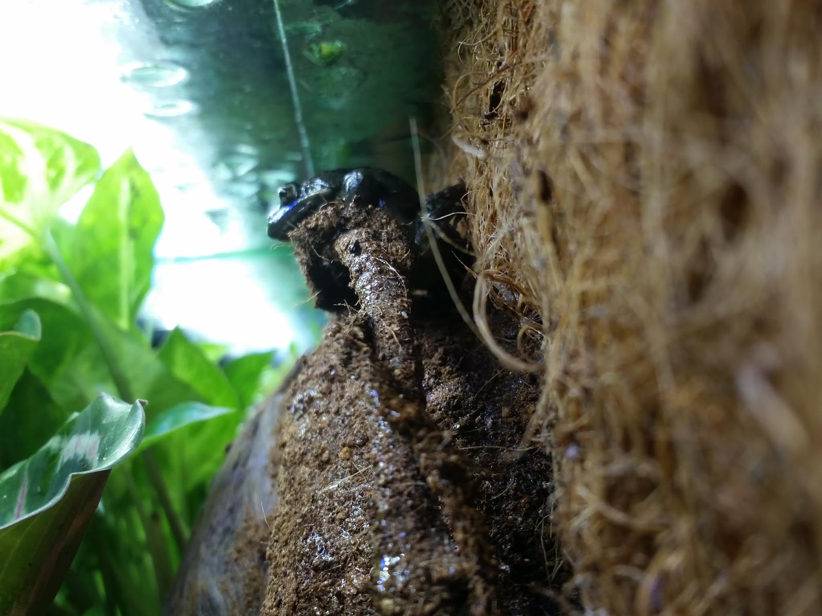 Setting up a Paludarium: Paludarium fauna