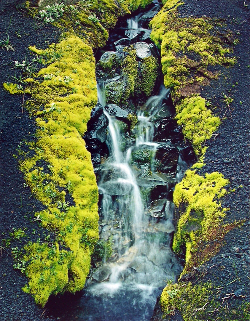 Spencer Alley: Plants & Flowers Rendered by Artists in Two Dimensions