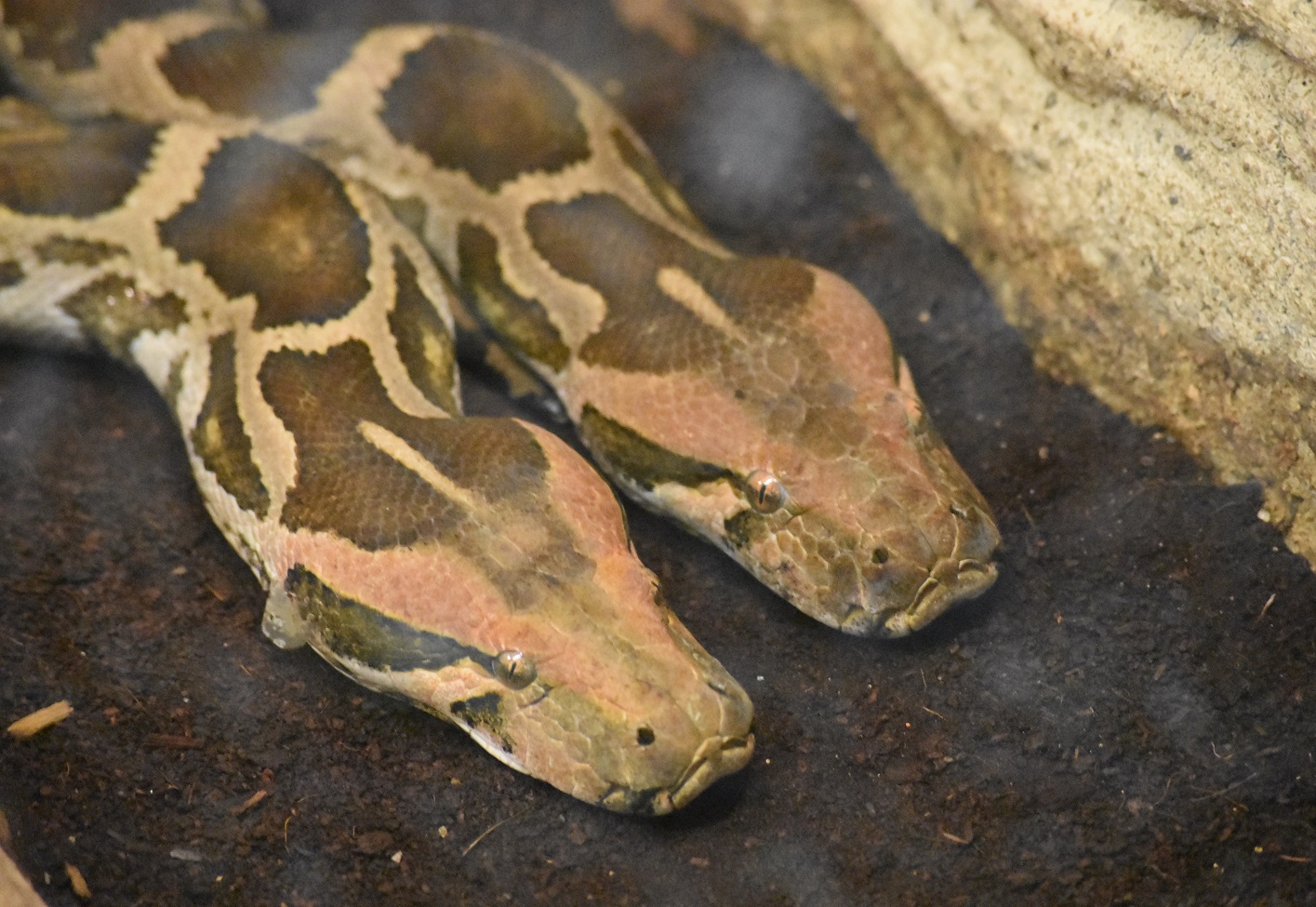 ZOOTOGRAFIANDO (6.100 ANIMALS): PITÓN DE LA INDIA / INDIAN ROCK PYTHON ...
