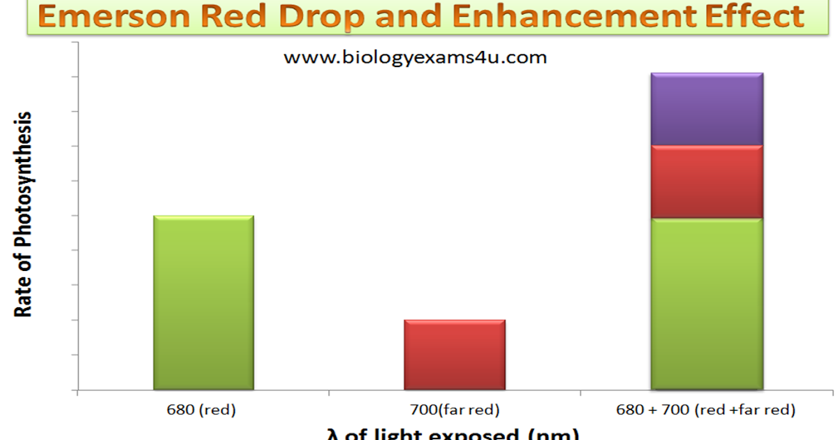 Biology Exams 4 U: Red Drop and Emerson Enhancement Effect Experiment ...