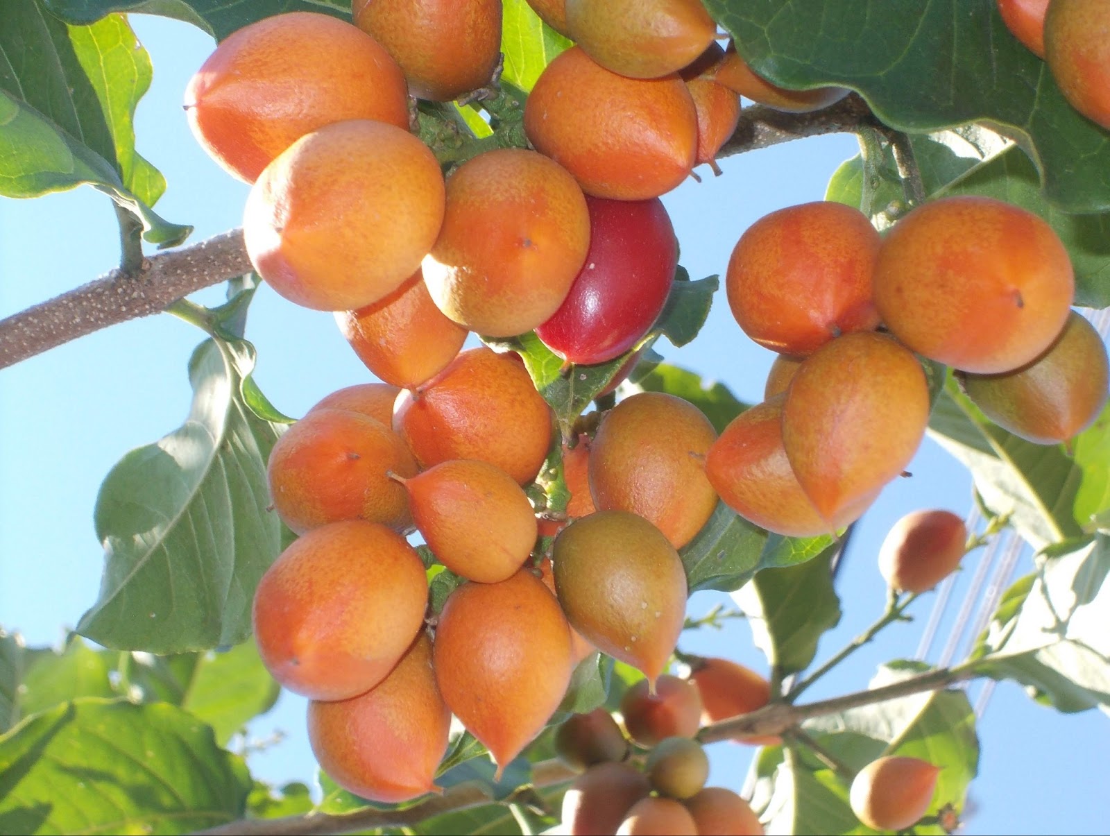 Andanças: Arbusto exótico: Tâmara Espanhola