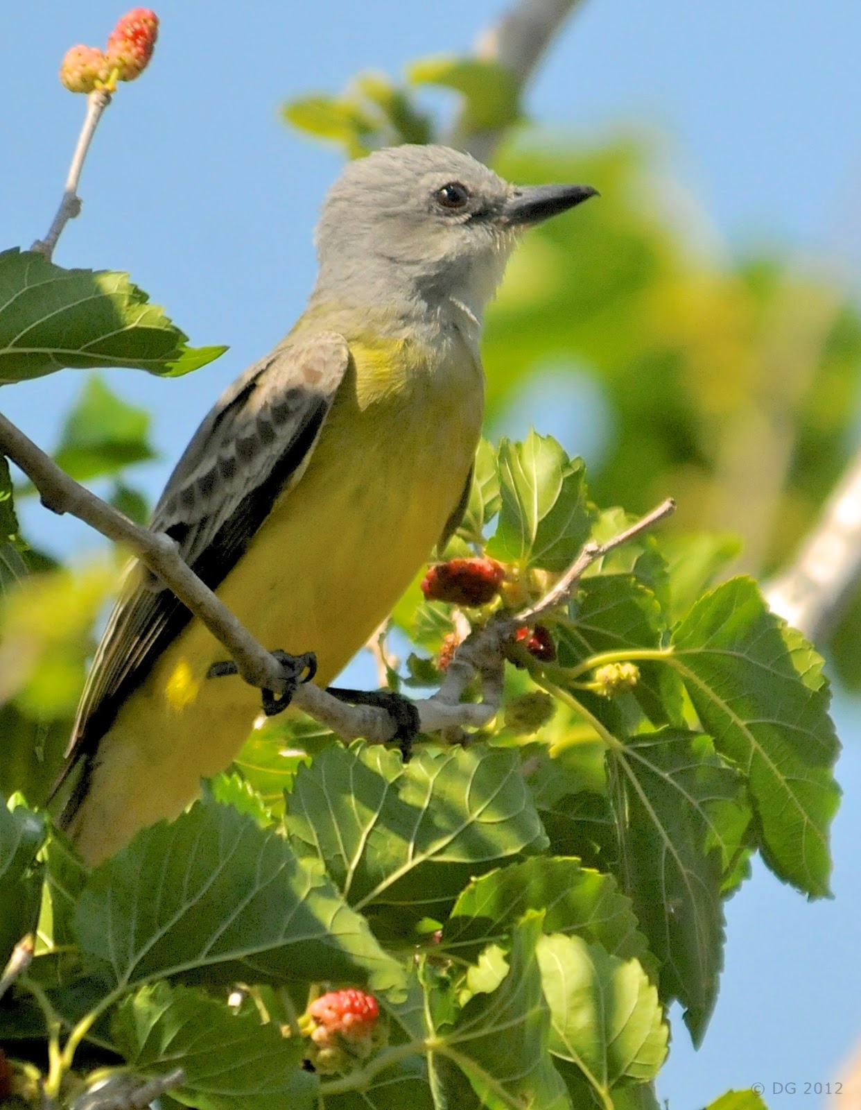 Couch's Kingbird