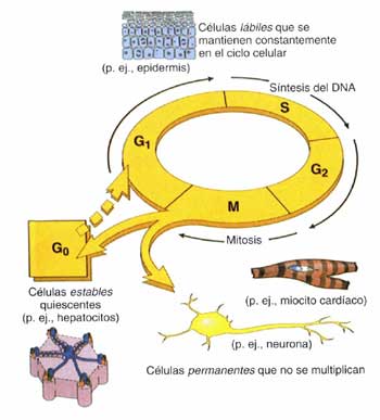 Cusevi y Pemaco: La fase G0