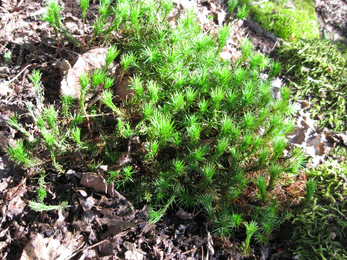 Plants and Stones: Moss or Fern?