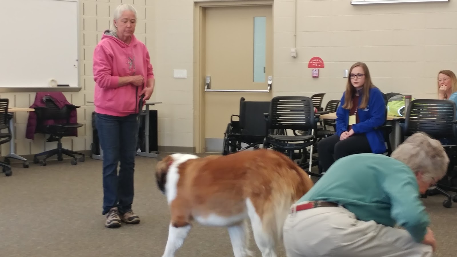 Stories from Sweetgrass Farm: a therapy dog test....