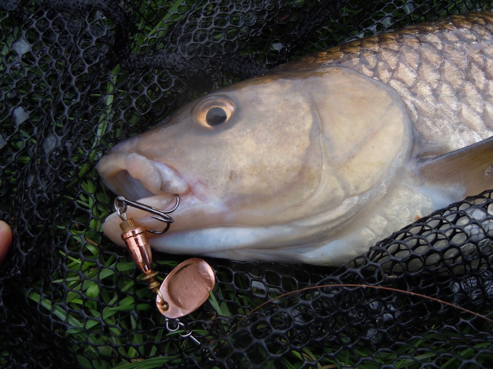 River Piker: Blue Fox Super Vibrax
