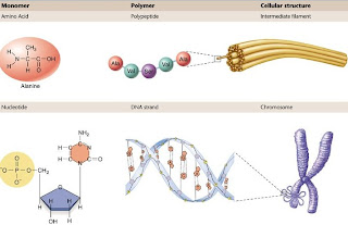 Sharon Lei: How the structure of macromolecules affects their function