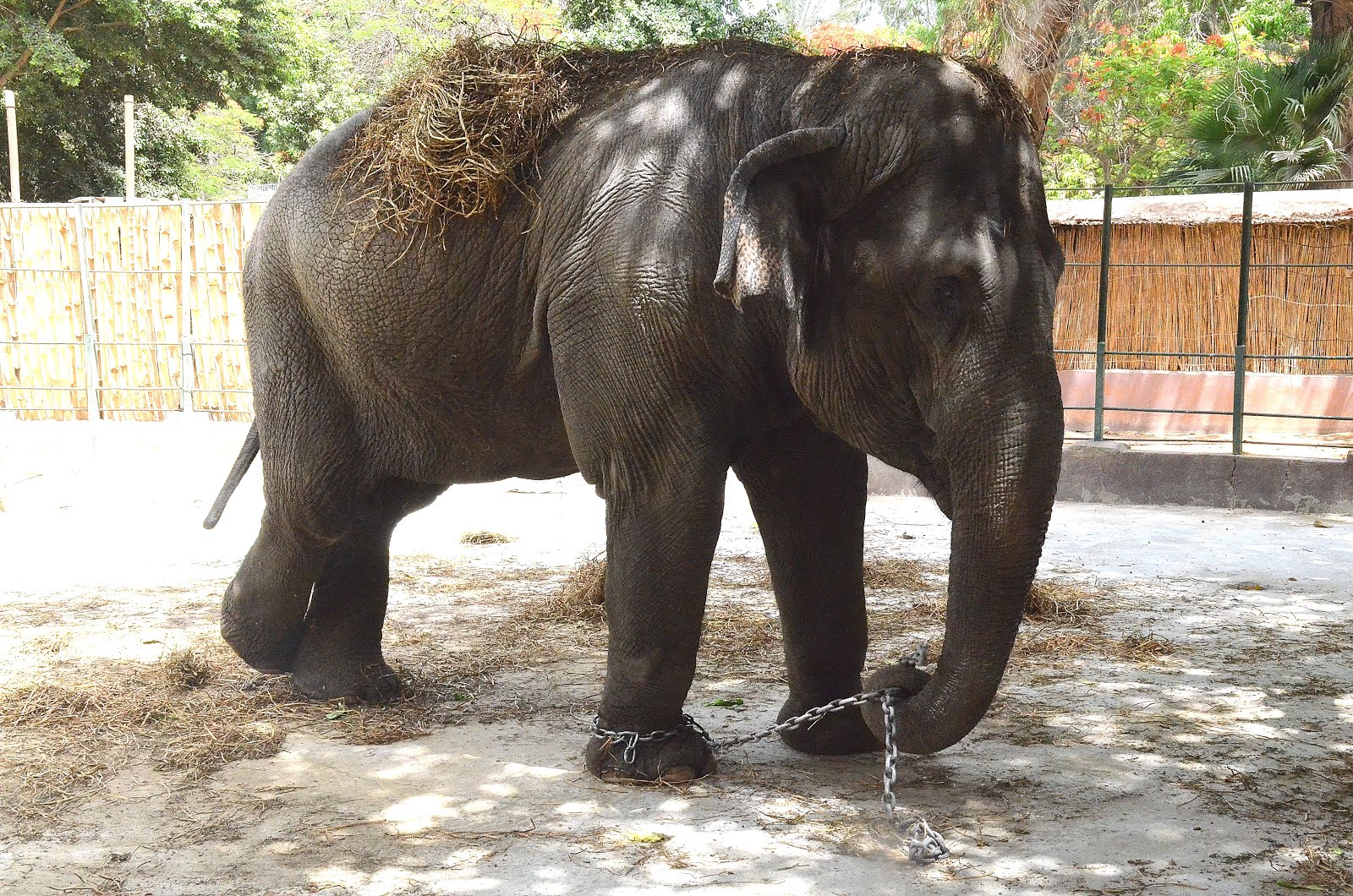 Trip to Giza Zoo | Cairo Diaries of Five