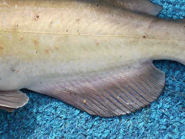 Catfishing With Smooth