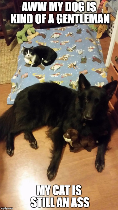 Sammy the Dog Trainer Meme