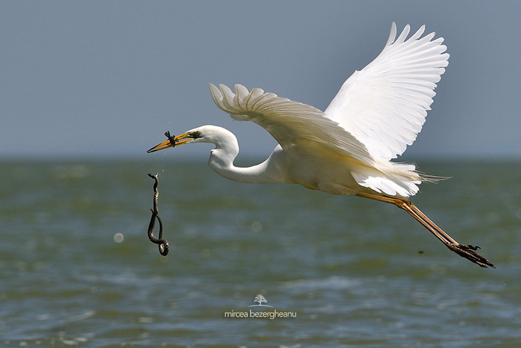 Șarpele, Guvidul și Egreta. Care pe care!