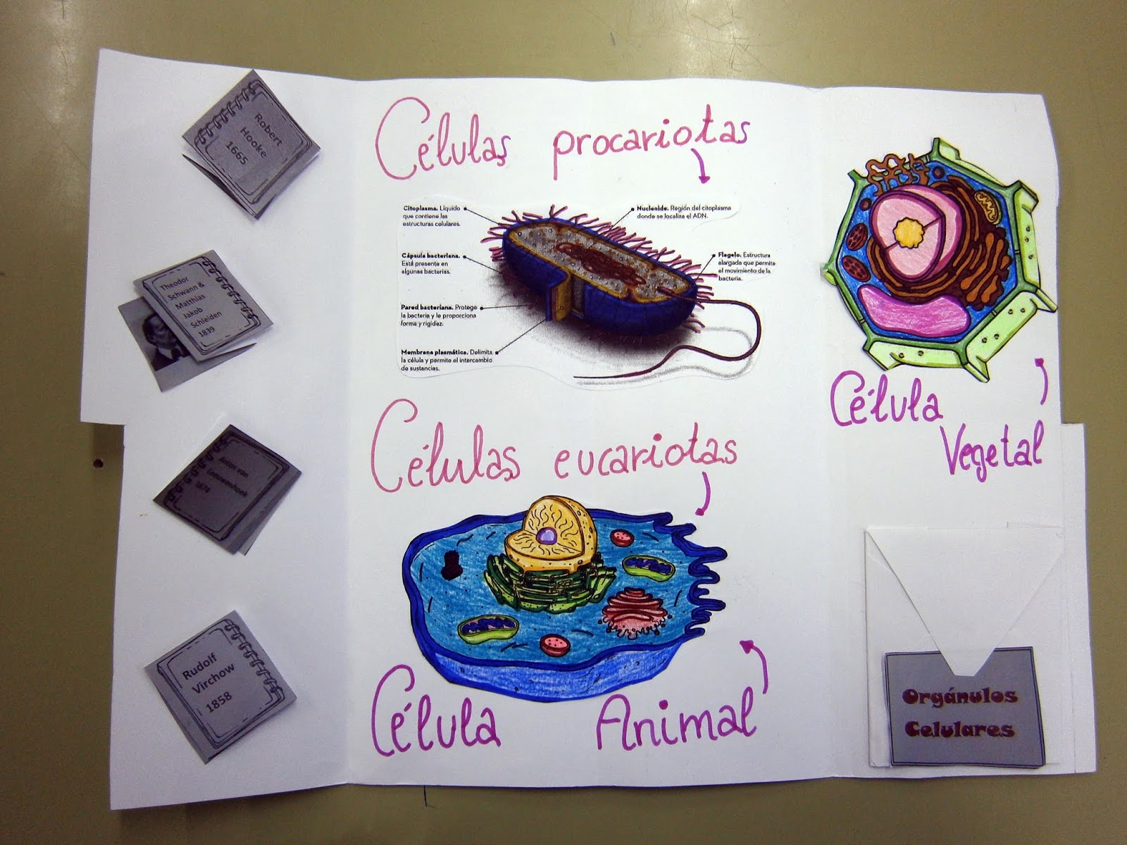 LAPBOOK DE LAS CÉLULAS 1º ESO C