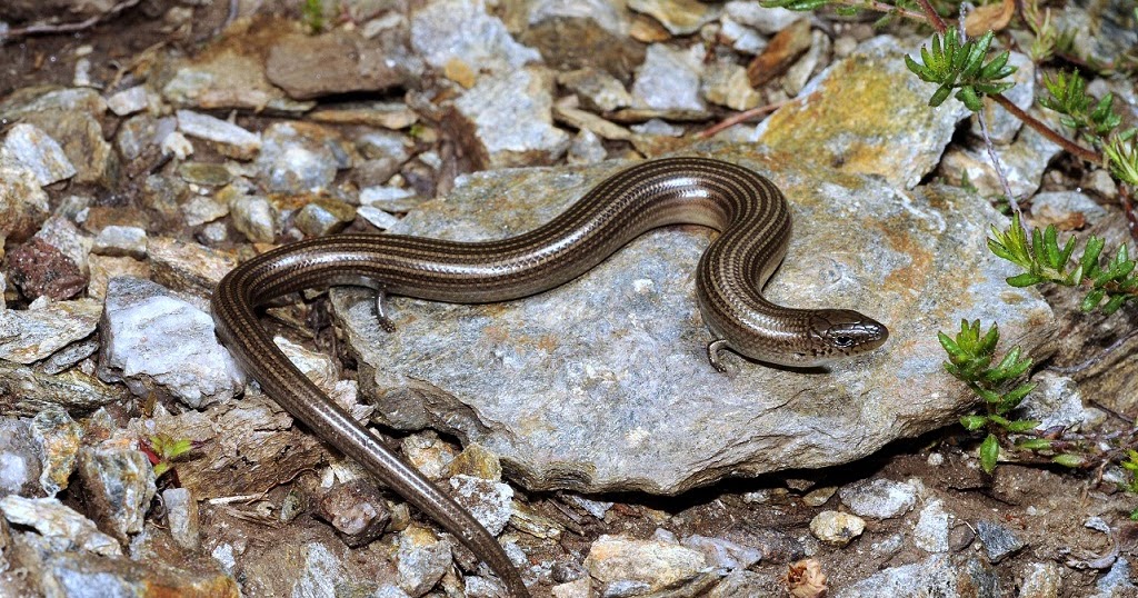 Aquí se dice así: LISO