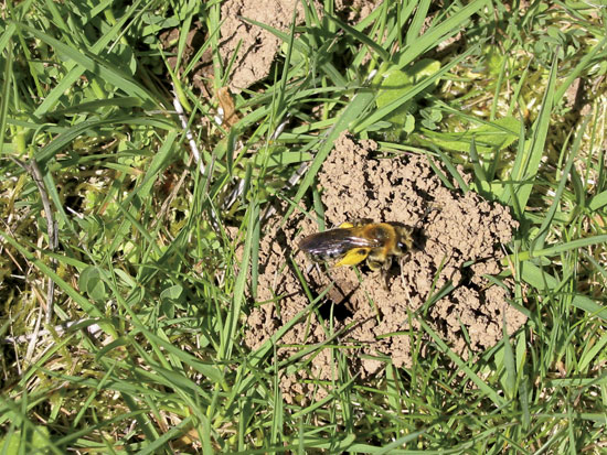 JeffCo Master Gardeners: Colorado's Native Bees by Cindy Gibson JeffCo Master Gardeners: Colorado's Native Bees by Cindy Gibson