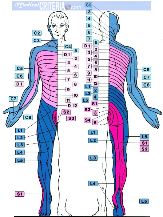 Aprende los DERMATOMAS de una manera fácil + VIDEO - Medicina mnemotecnias
