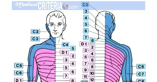 Aprende los DERMATOMAS de una manera fácil + VIDEO - Medicina mnemotecnias