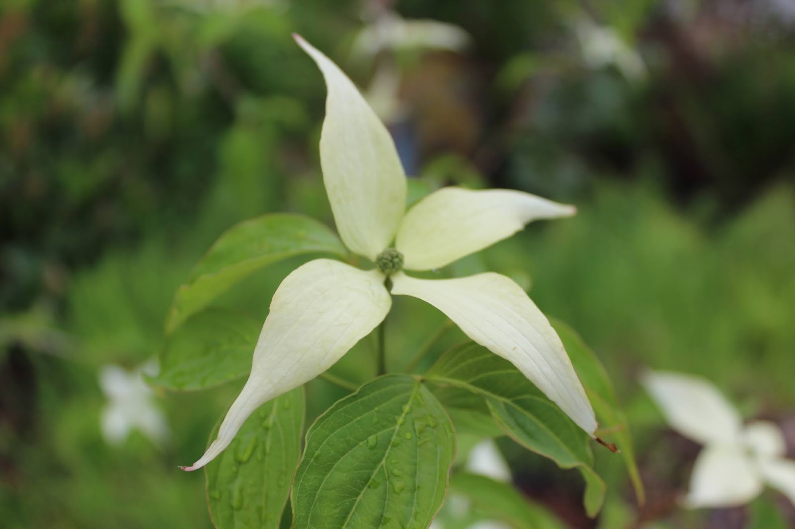 Liv i Hagen : Koreakornell - "Cornus kousa"