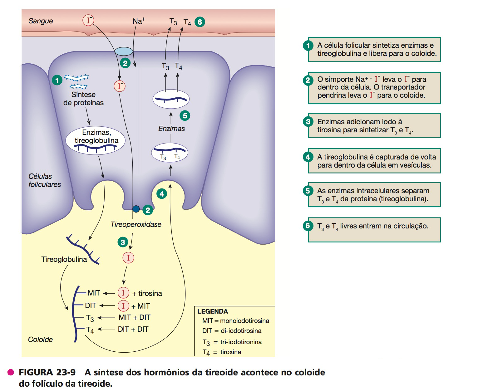 A síntese dos hormônios da tireoide acontece no coloide do folículo da ...