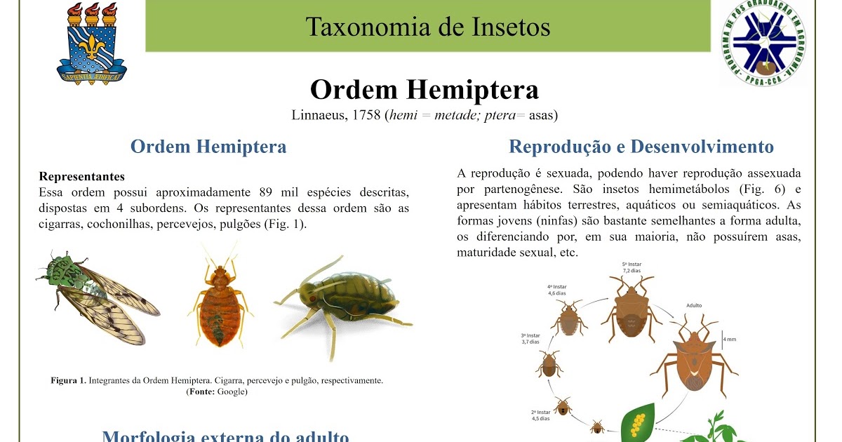 Taxonomia de Insetos: Hemiptera